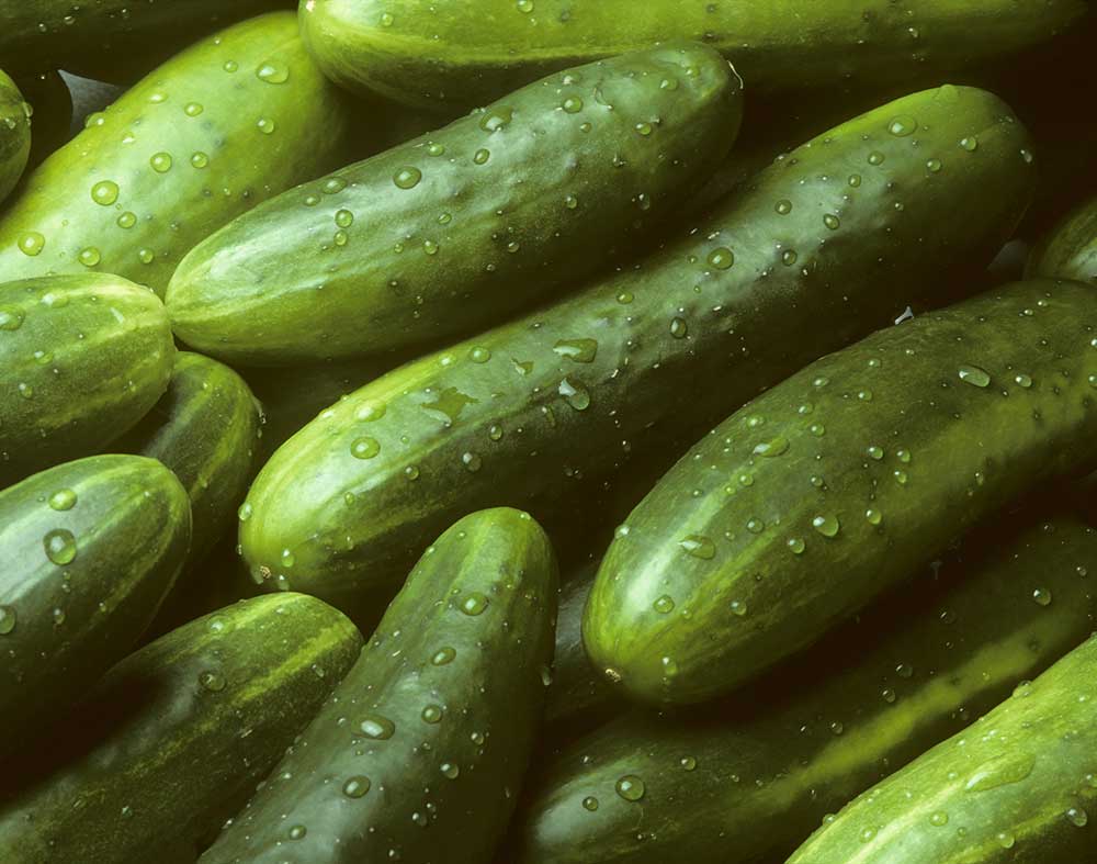 Cucumber - Fresh Forward