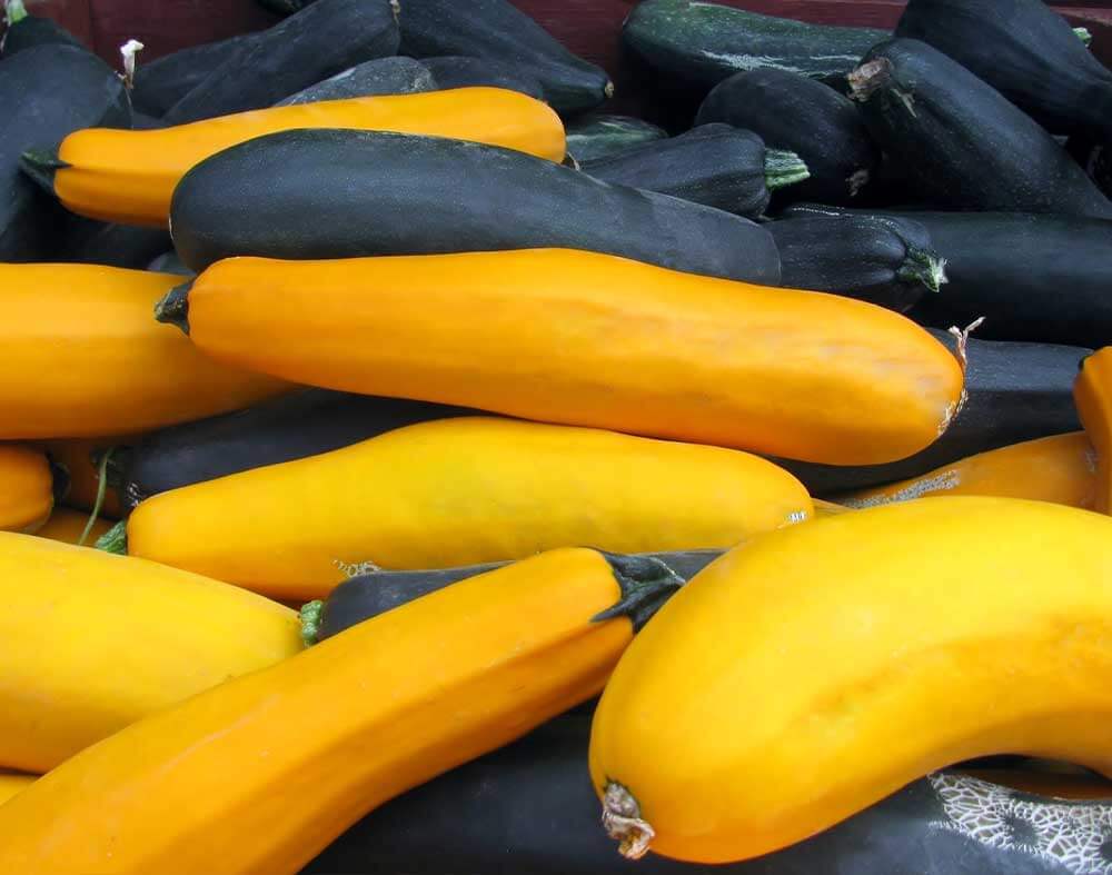 Summer Squash - Fresh Forward